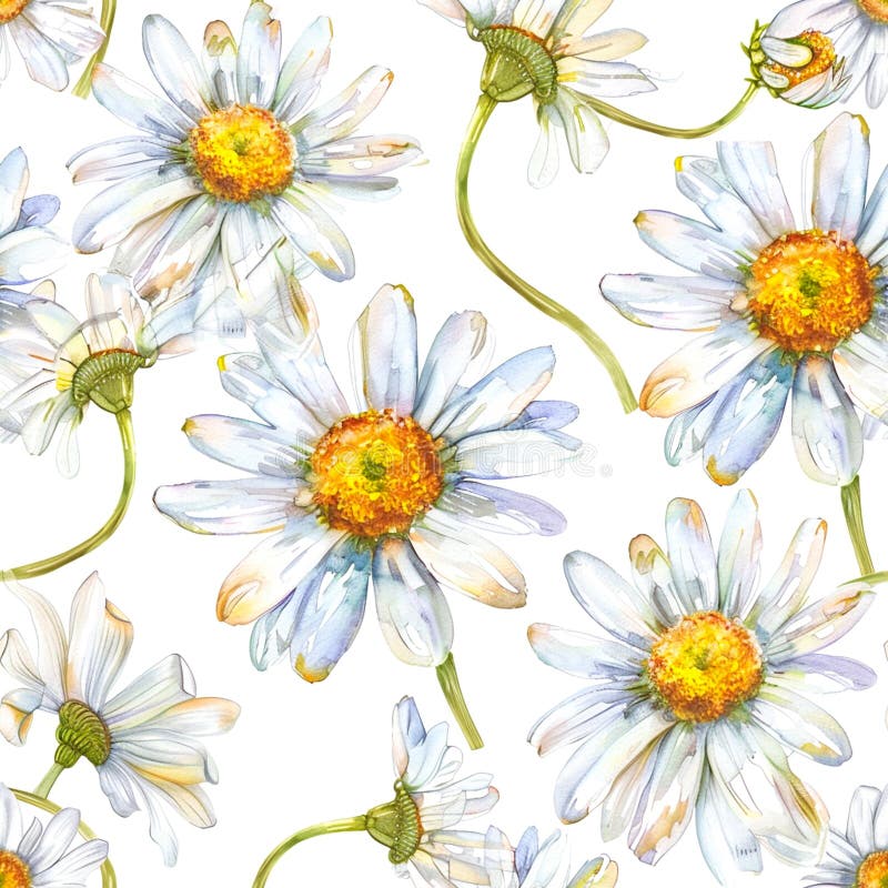A Charming Floral Design. Daisies with Sunny Yellow Centers Create a ...