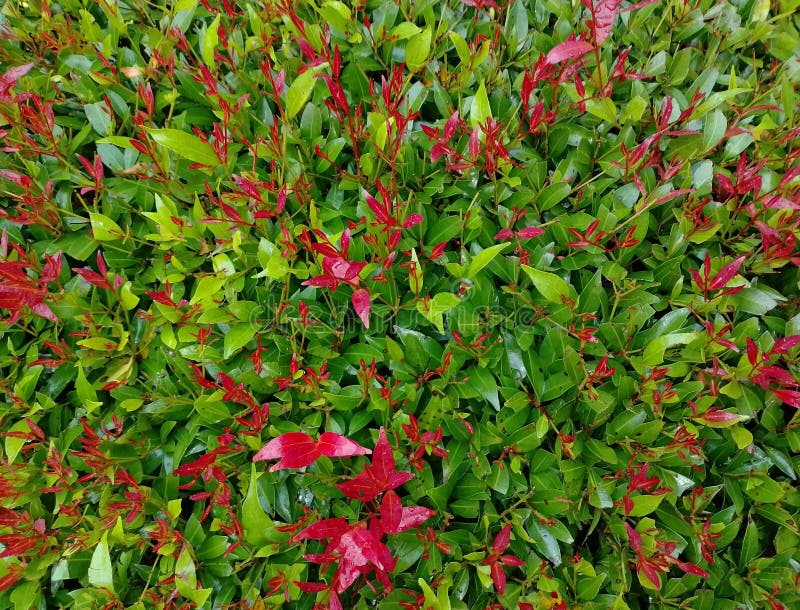 Charming Florida Foliage Plants Growing in the Yard Stock Photo - Image ...