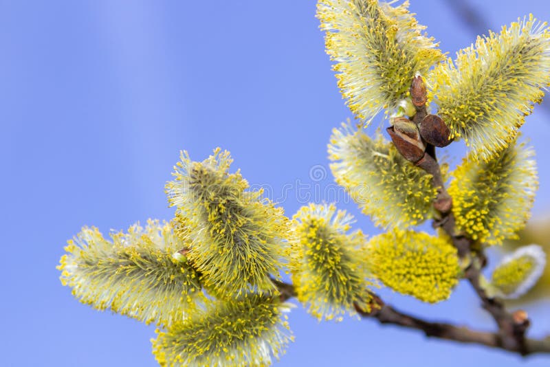 Charming Flowering Willow,yellow Willow Bloom in the Spring in a Blue ...