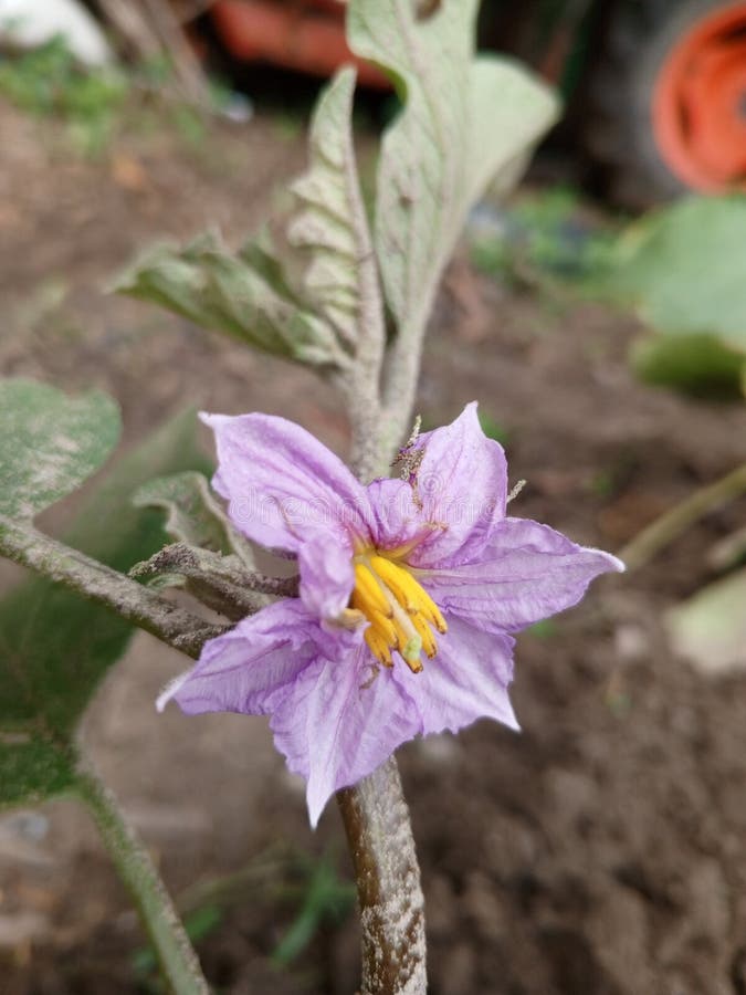 Charming Flowers are the First Sign of Fruit Stock Photo - Image of ...