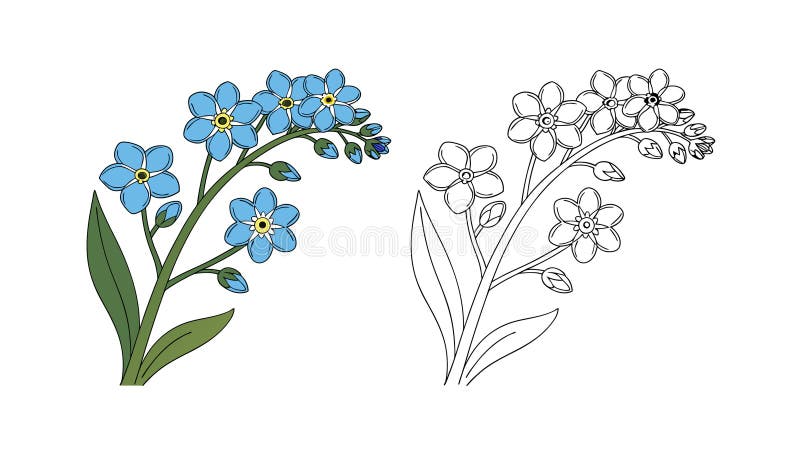 Charming Forget-Me-Not Flower Illustration for Gardens Stock Vector ...