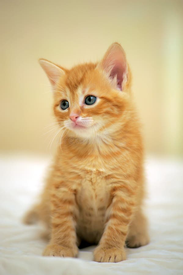 Charming ginger kitten stock image. Image of eyes, alert - 40253013