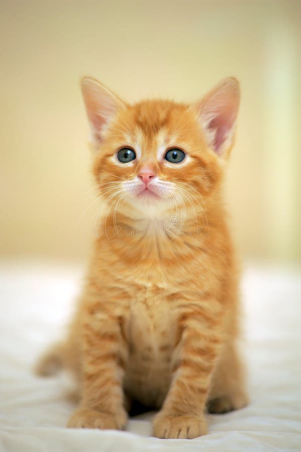 Charming ginger kitten stock photo. Image of cool, eyes - 40253076
