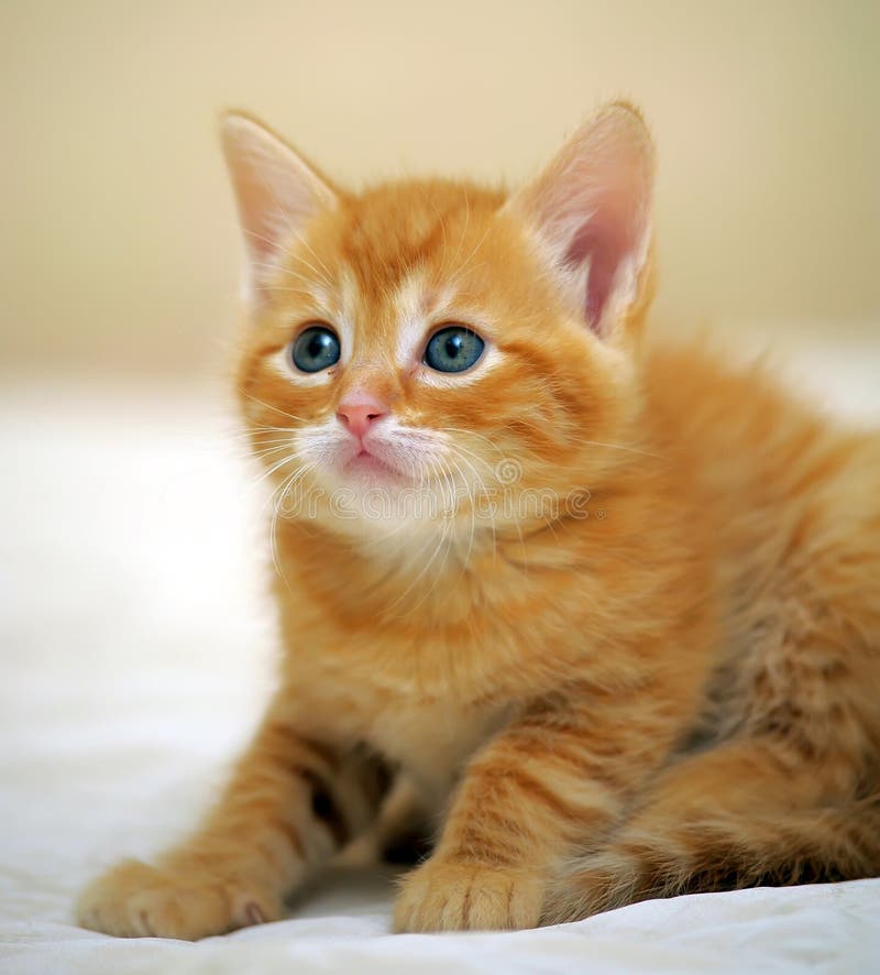 Charming ginger kitten stock photo. Image of breed, adorable - 40253188