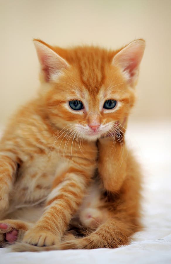 Charming ginger kitten stock image. Image of haired, alert - 40253219