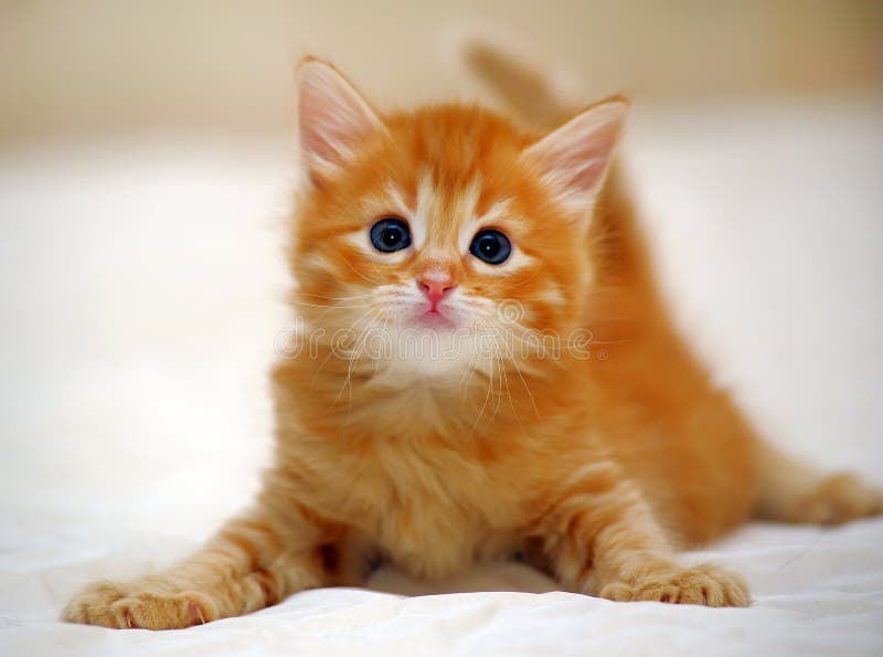 Charming ginger kitten stock photo. Image of kitten, month - 40253414