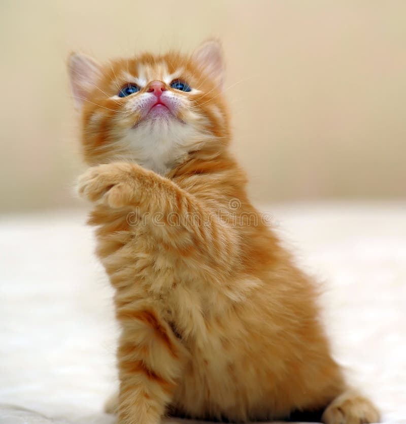 Charming ginger kitten stock photo. Image of breed, animal - 40253452