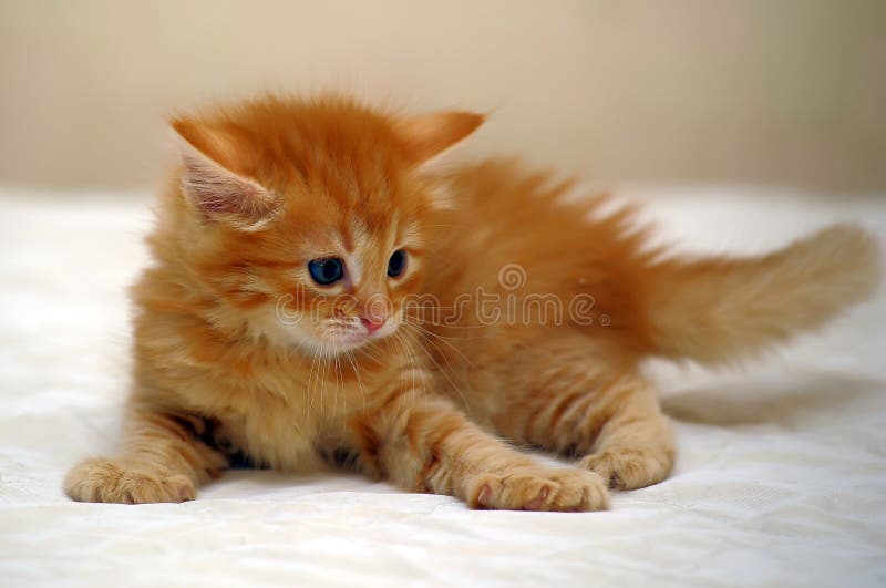 Charming ginger kitten stock image. Image of ginger, kitty - 40253769