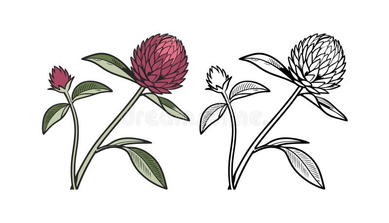 Charming Globe Amaranth Flower Design Ideal Stock Illustrations – 10 ...