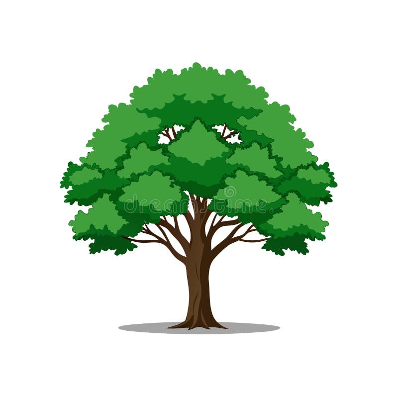 Charming European Ash Tree Graphic Stock Illustration - Illustration of ...