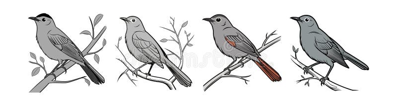 Charming Gray Catbird Artwork Stock Vector - Illustration of vector, design: 366458955