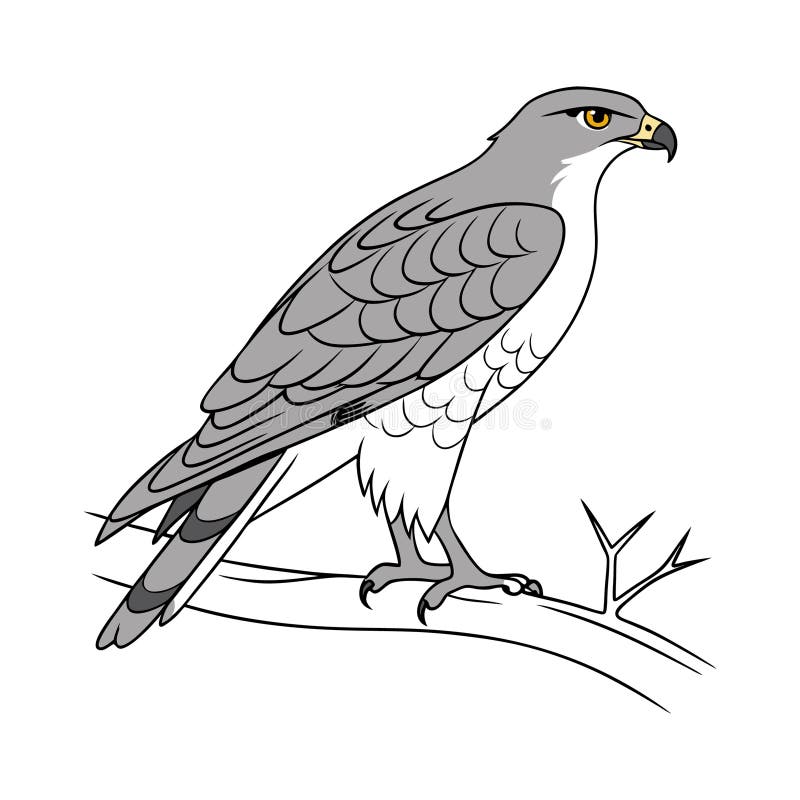 Charming Gray Hawk Bird Design Stock Illustration - Illustration of ...