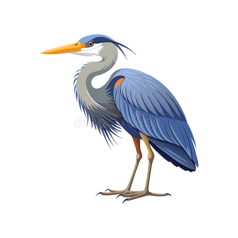 Charming Great Blue Heron Bird Design Stock Photo - Illustration of ...