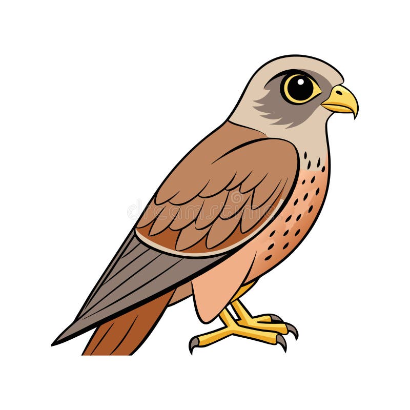 Charming Greater Kestrel Bird Design Stock Illustration - Illustration ...