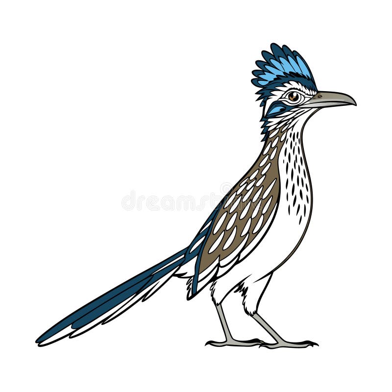 Charming Greater Roadrunner Bird Artwork Stock Illustration ...