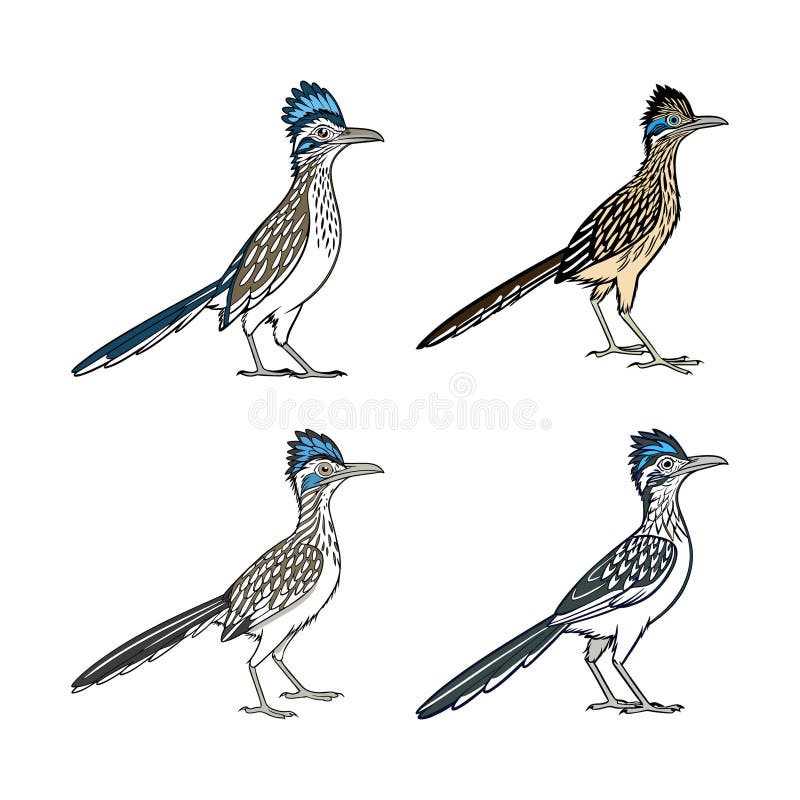 Charming Greater Roadrunner Bird Artwork Stock Vector - Illustration of ...