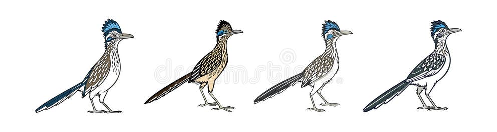 Charming Greater Roadrunner Bird Artwork Stock Vector - Illustration of ...