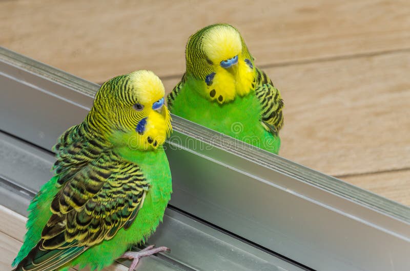 Charming Green Budgie Looks at His Reflection in the Mirror Stock Image ...