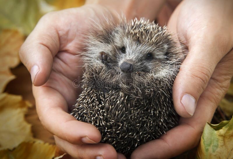 Charming Hedgehog in Male Hands on Background of Autumn Leaves Stock ...