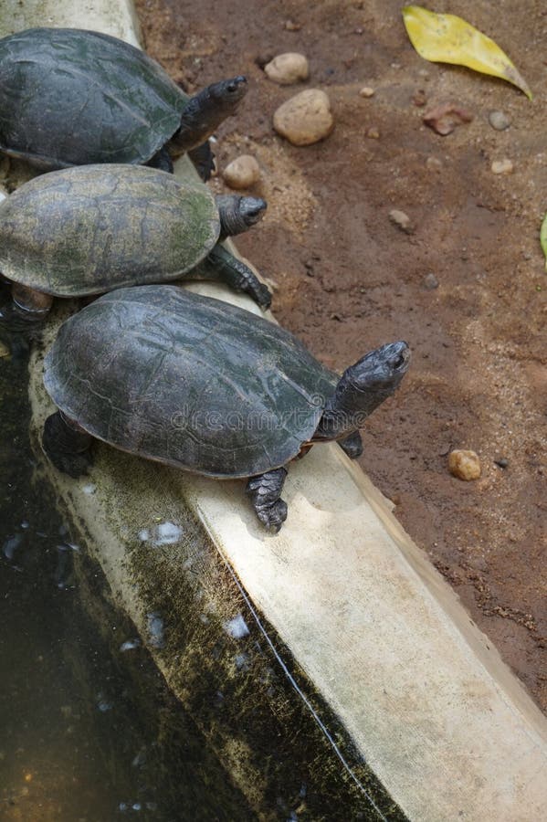 Three Freshwater Turtles Sunbathing by Pond Stock Photo - Image of ...