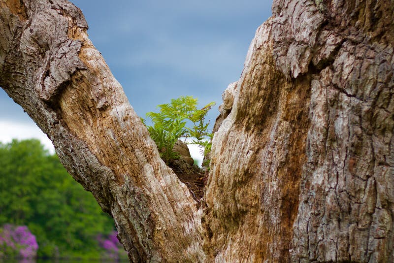 Charming Image of Fern Growing between Trunk and Branch of a Tree Stock ...