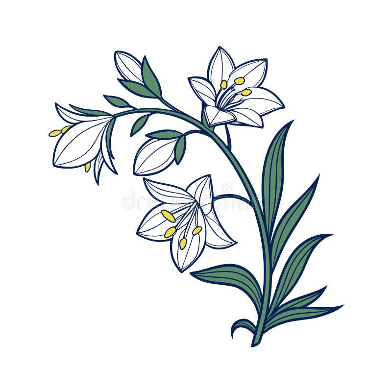 Charming Jacobs Ladder Flower Design Stock Photo - Illustration of ...