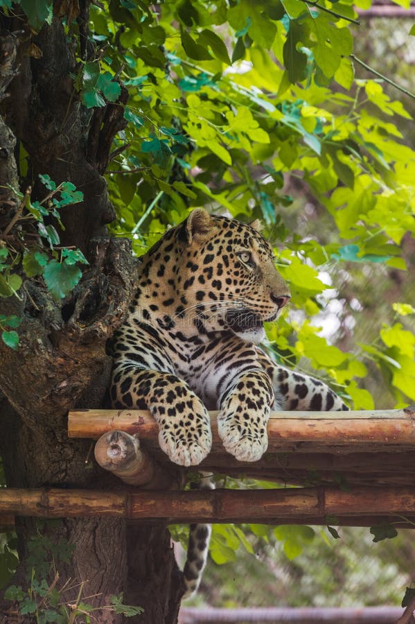A Charming Jaguar is Resting between the Trees. Chandigarh Chhatbir Zoo ...