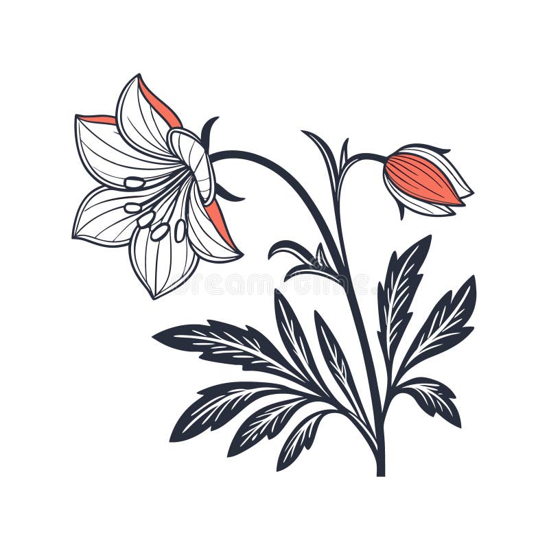 Charming Jumping Jack Flower Illustration with Bold Outline Stock Photo ...