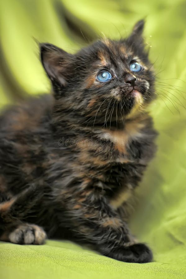 Charming kitten stock photo. Image of kitten, animal - 25074572