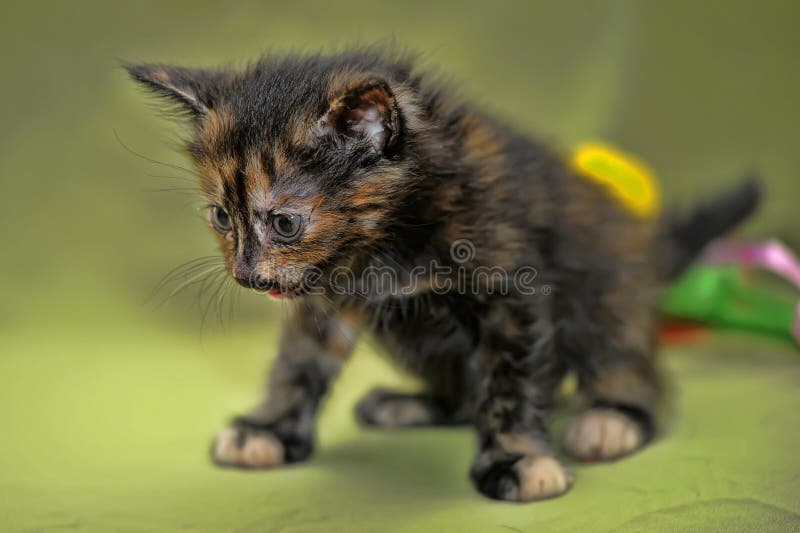 Charming kitten stock photo. Image of animal, kitty, kitten - 25074808