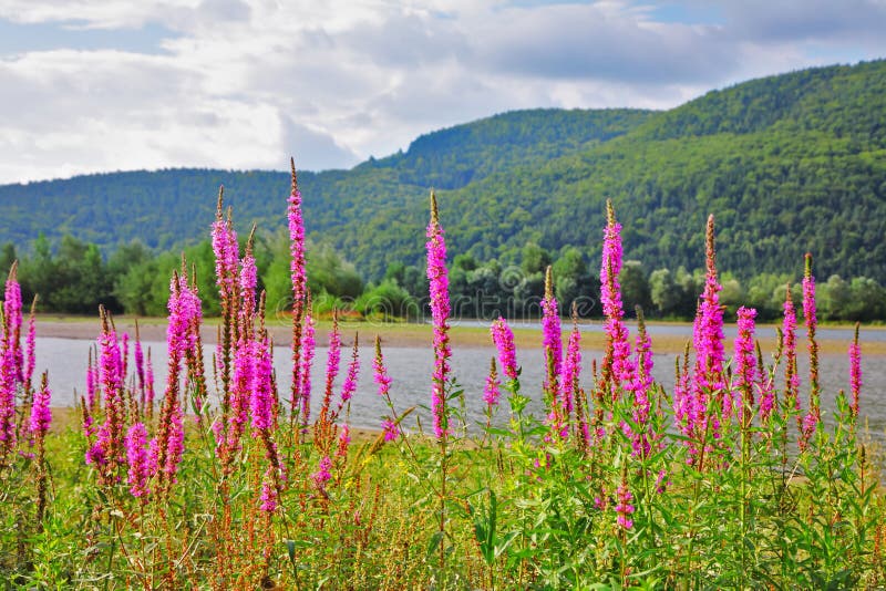 Charming lake. stock image. Image of morning, peak, range - 18684787