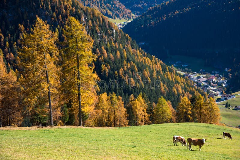 The Charming Landscape with Cows in the Meadow in Alps Fall. Dolomites ... The Charming Landscape with Cows in the Meadow in Alps Fall. Dolomites ...