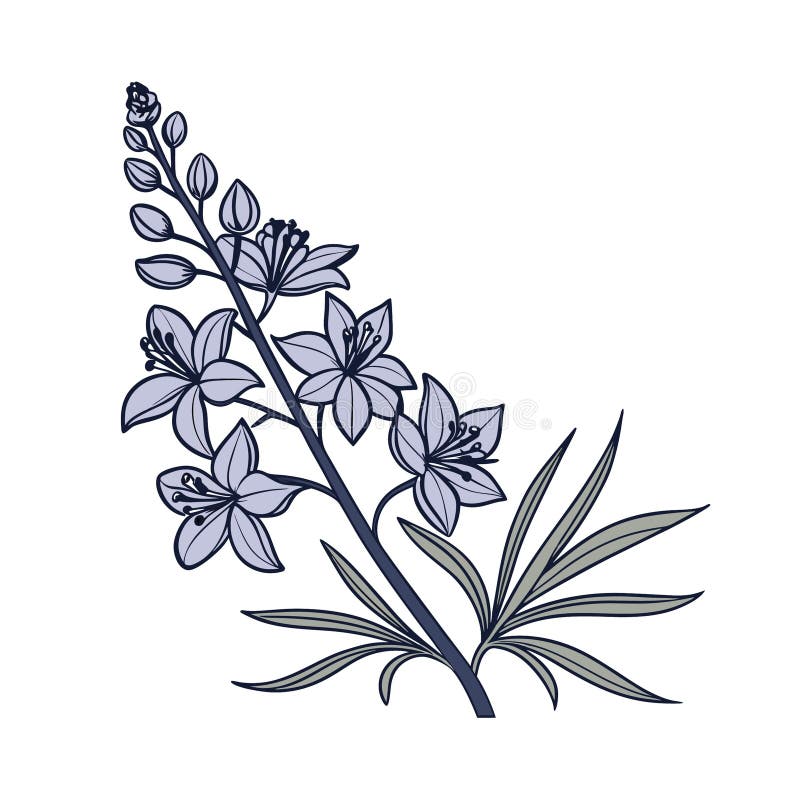 Charming Larkspur Flower Illustration with Bold Outline Stock Photo ...