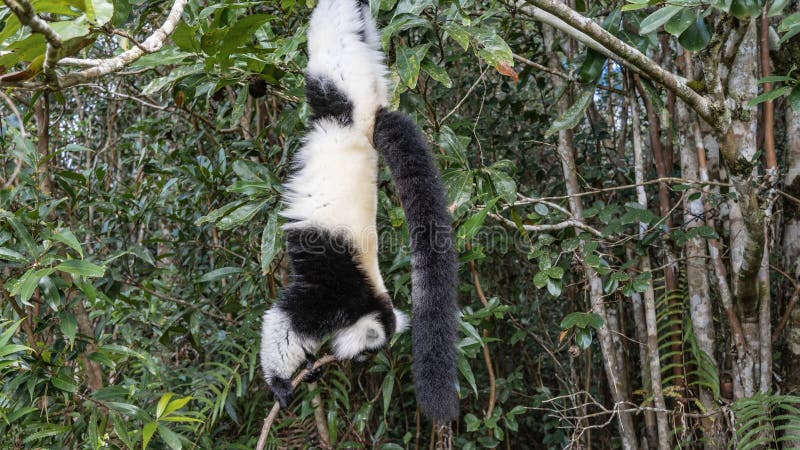 Vari Hung Stock Photos - Free & Royalty-Free Stock Photos from Dreamstime