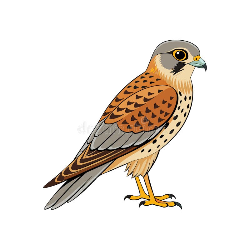 Charming Lesser Kestrel Bird Artwork Stock Photo - Illustration of ...