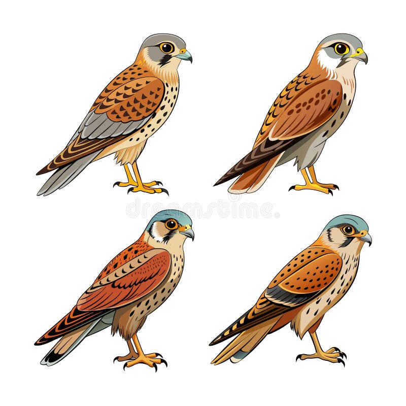 Charming Lesser Kestrel Bird Artwork Stock Vector - Illustration of ...