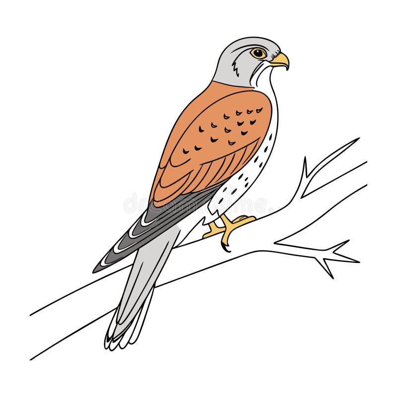 Charming Lesser Kestrel Bird Artwork Stock Illustration - Illustration ...