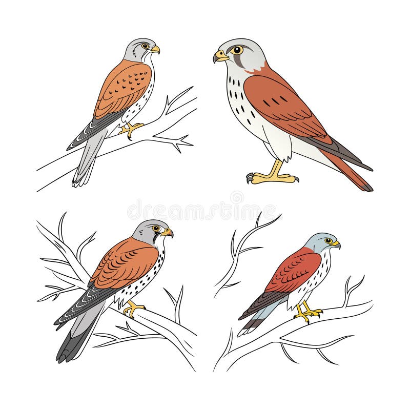 Charming Lesser Kestrel Bird Artwork Stock Vector - Illustration of ...