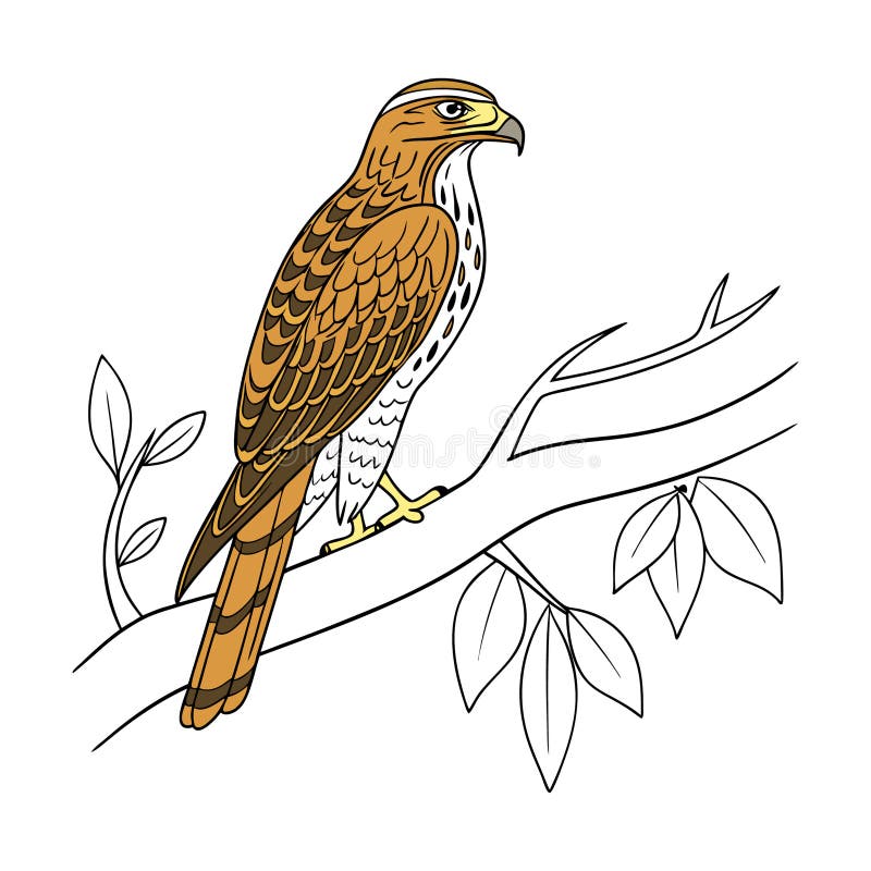 Charming Lesser Nighthawk Bird Artwork Stock Photo - Illustration of ...