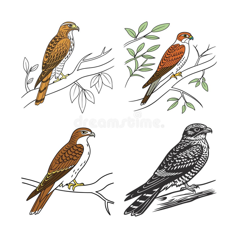 Nighthawk Bird Stock Illustrations – 72 Nighthawk Bird Stock ...