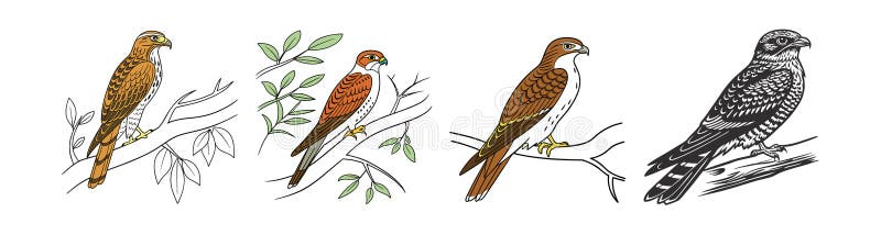Charming Lesser Nighthawk Bird Artwork Stock Vector - Illustration of ...