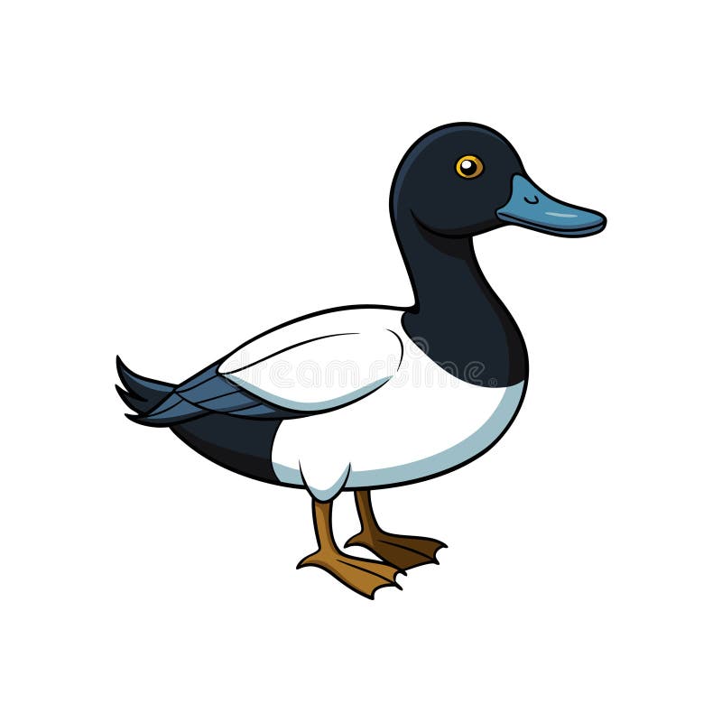 Charming Lesser Scaup Artwork Stock Illustration - Illustration of ...