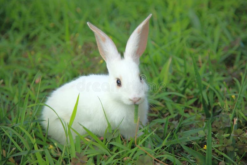 Charming Little Bunny Rabbit Stock Photo - Image of cuddly, isolated ...