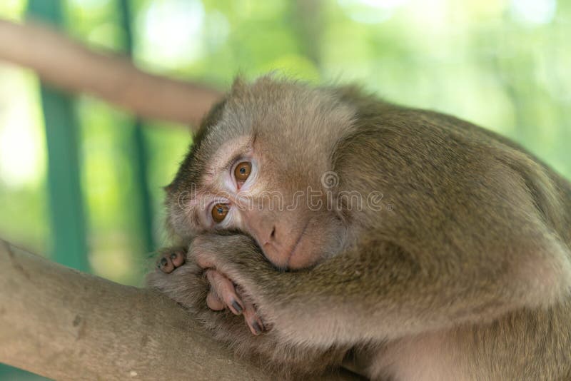 Charming Little Monkey Resting on a Tree in the Shade from the Sun ...