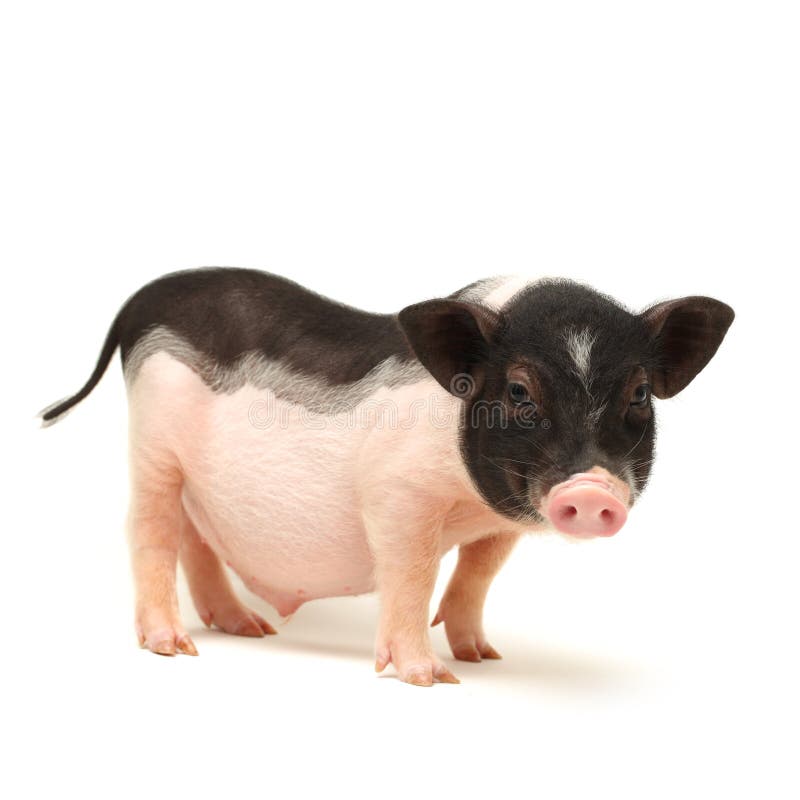 Cute little rabbit stock photo. Image of spring, isolation - 105559098