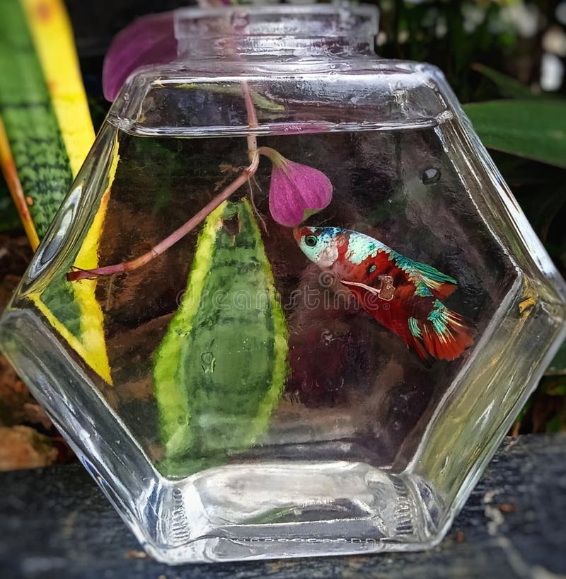 Charming Little Silver Betta Fish Stock Image - Image of silver, betta ...