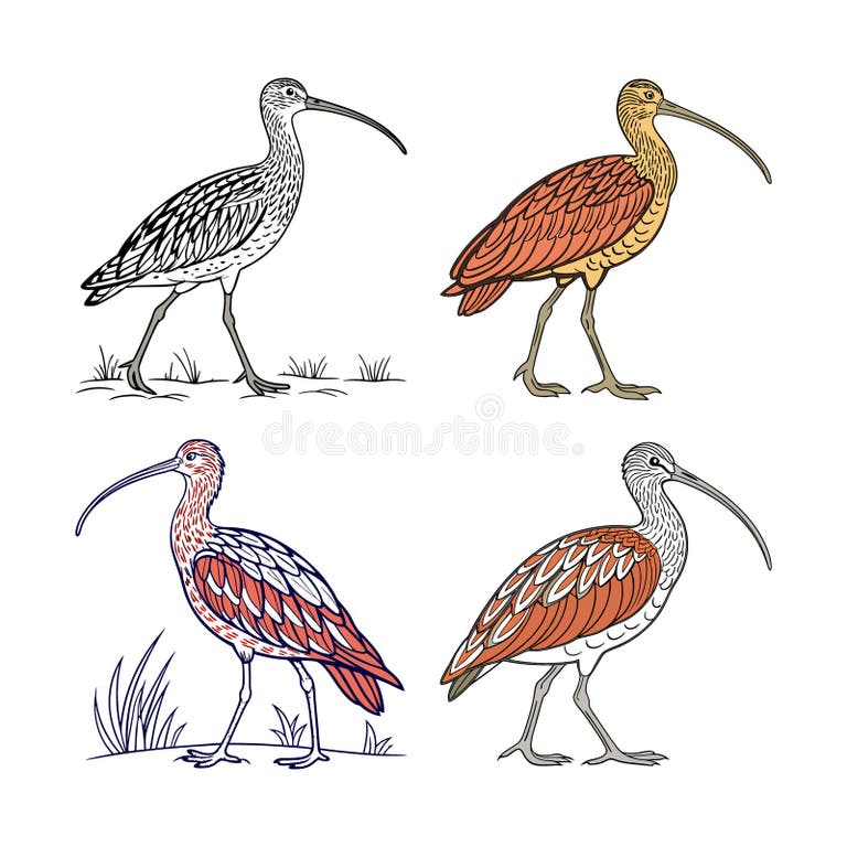 Charming Long-billed Curlew Bird Artwork Stock Vector - Illustration of ...