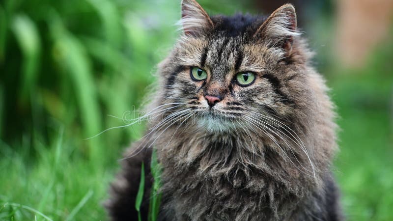 Charming Long Haired Tabby Cat Striking a Pose in a Lush Garden Setting ...