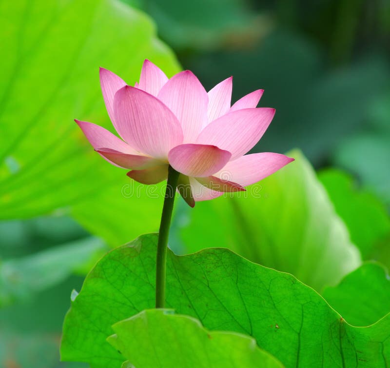 Lotus under leaf stock photo. Image of aquatic, garden - 4338678