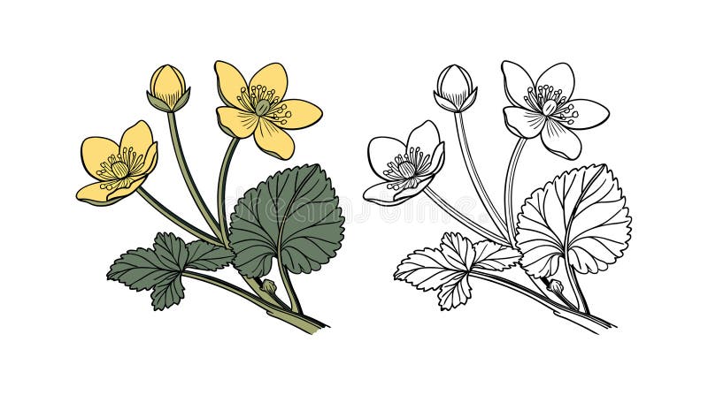 Charming Marsh Marigold Flower Artwork for Gardens Stock Vector ...
